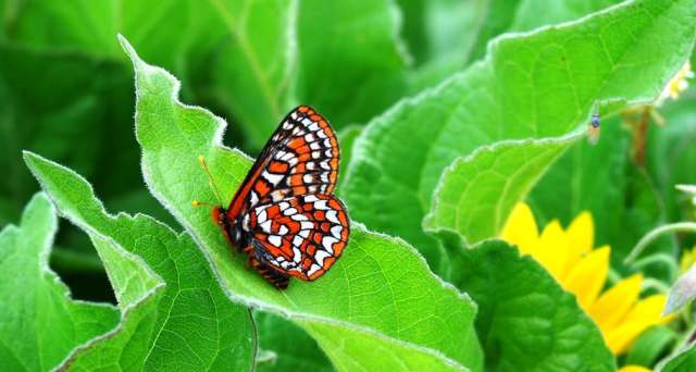 Insect Apocalypse: Is Climate Change causing Earth to lose 1-2 percent ...