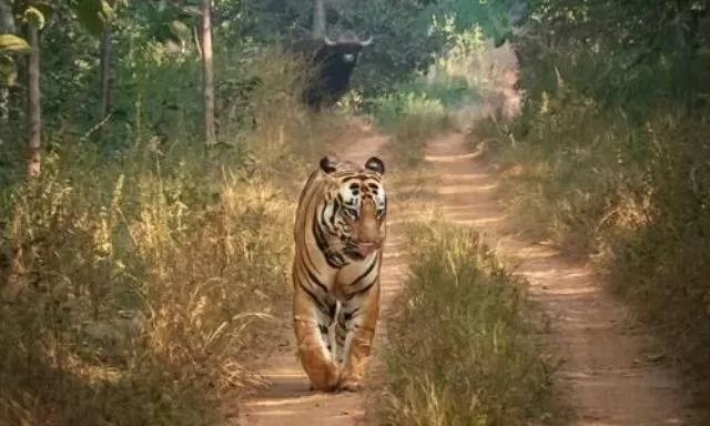 Raimona forest reserve named Assam’s sixth national park
