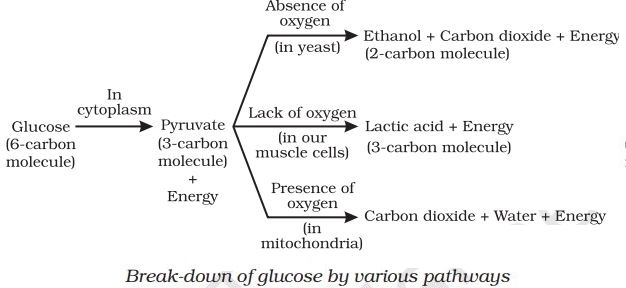 CBSE Class 10 Science Revision Notes - Chapter 6 Life Processes (Based ...