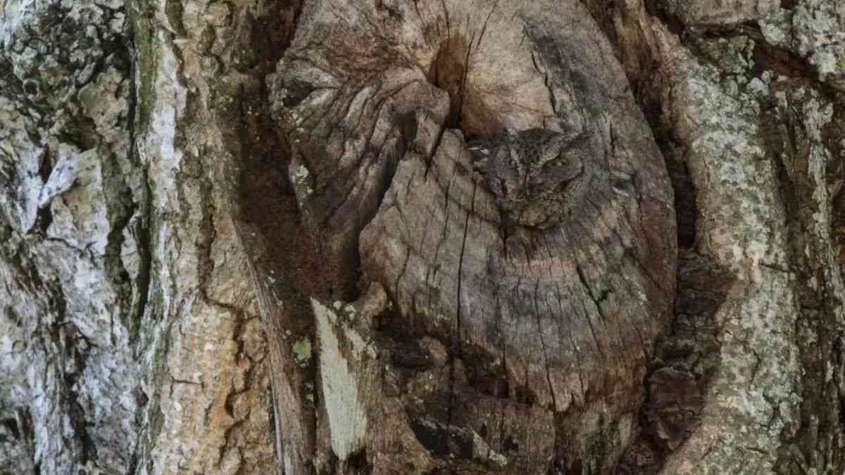 Spot The Hidden Owl In 11 Seconds To Prove That You Are A Genius. Can You?