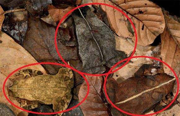 Optical Illusion: You have a high IQ if you can spot the three hidden ...