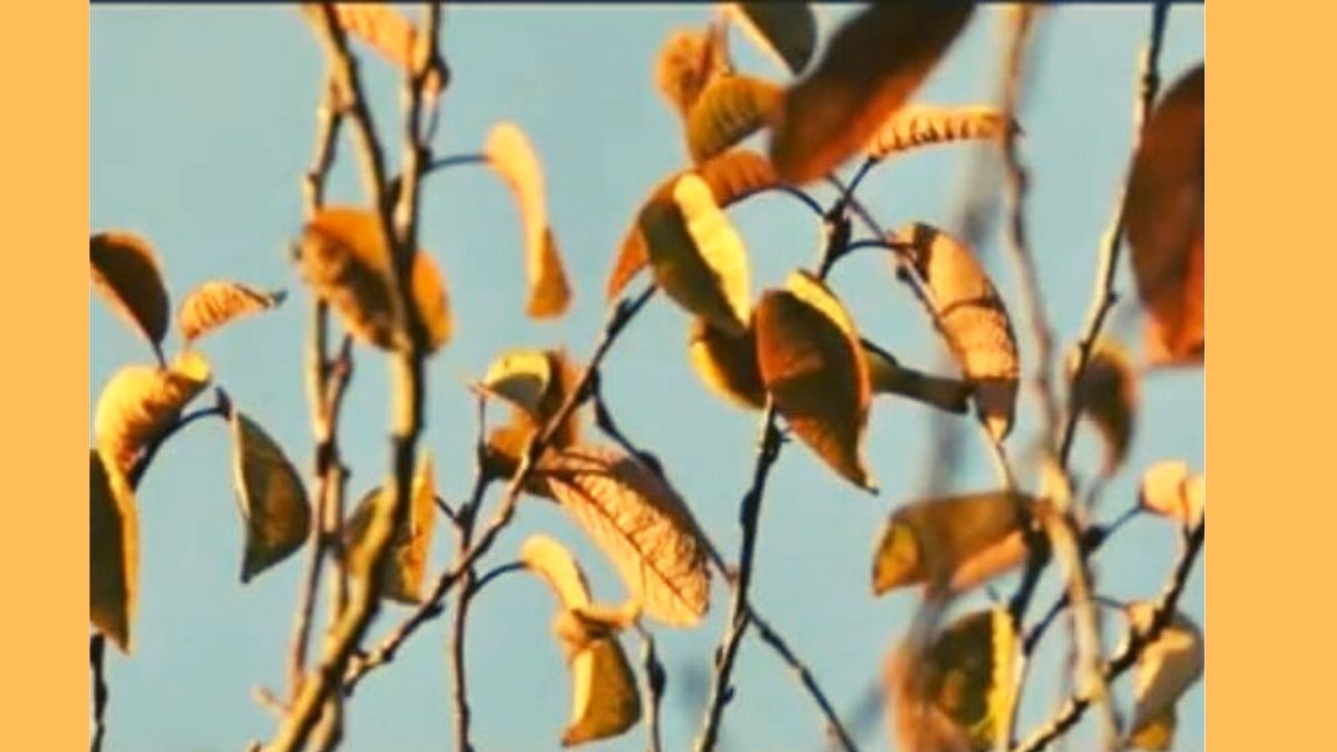 We Bet You Can’t Find The Hidden Bird In 7 Seconds! Keep Your ...