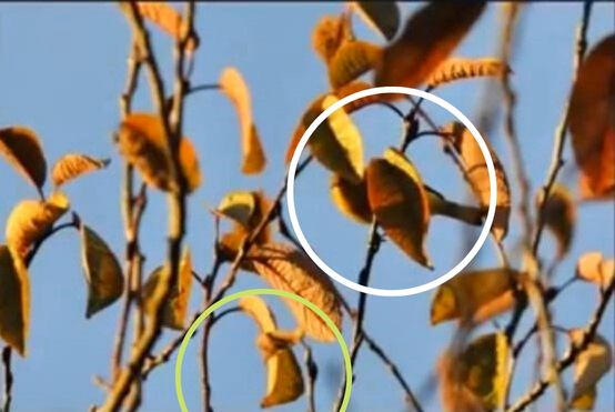 We Bet You Can’t Find The Hidden Bird In 7 Seconds! Keep Your ...