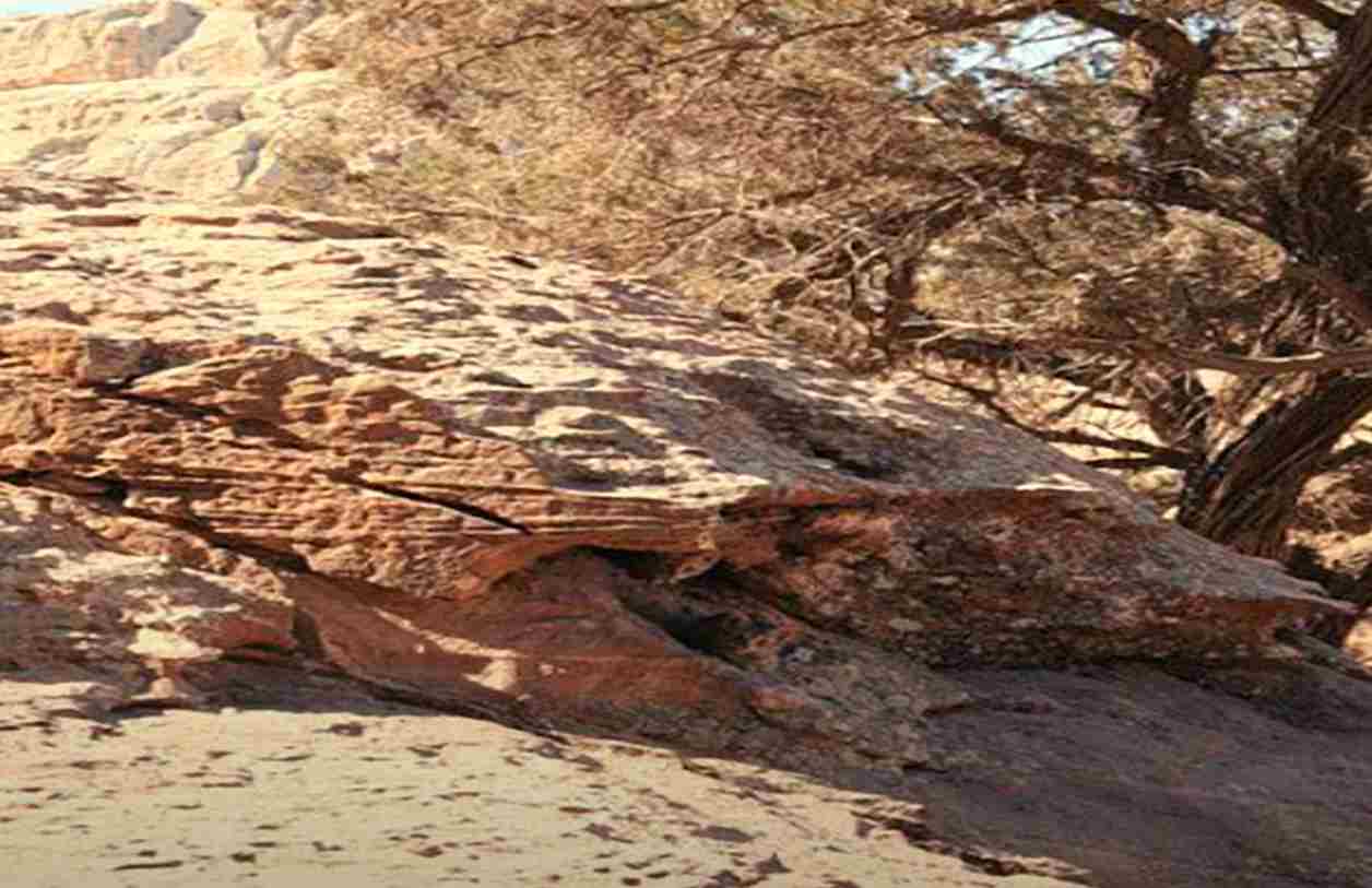 Meow! Hide And Seek Is Fun With Cats. Find The Cats In 8 Seconds In The ...