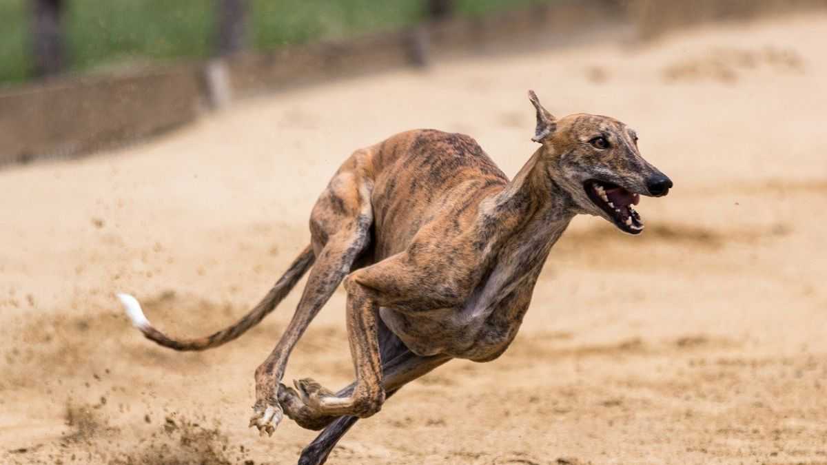 SPG: पीएम मोदी की सुरक्षा में तैनात देसी डॉग ‘मुधोल हाउंड’ का किंग ...