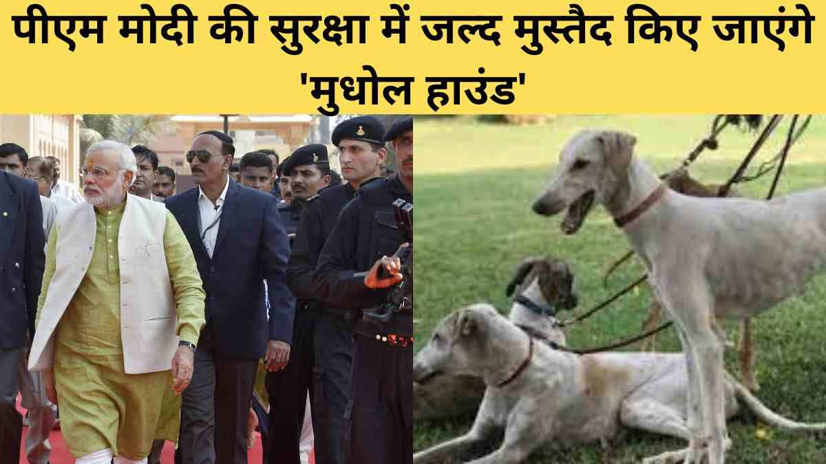 SPG: पीएम मोदी की सुरक्षा में तैनात देसी डॉग ‘मुधोल हाउंड’ का किंग ...