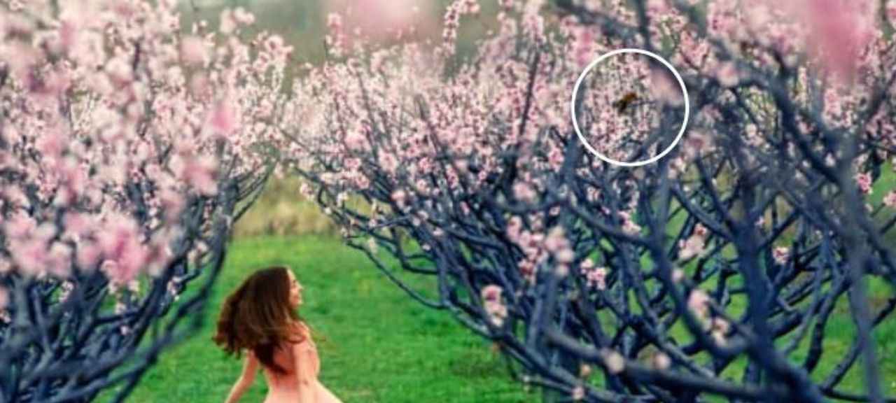 Oh Beautiful Girl, There’s A Bee In The Garden! Can You Find It In 10 ...