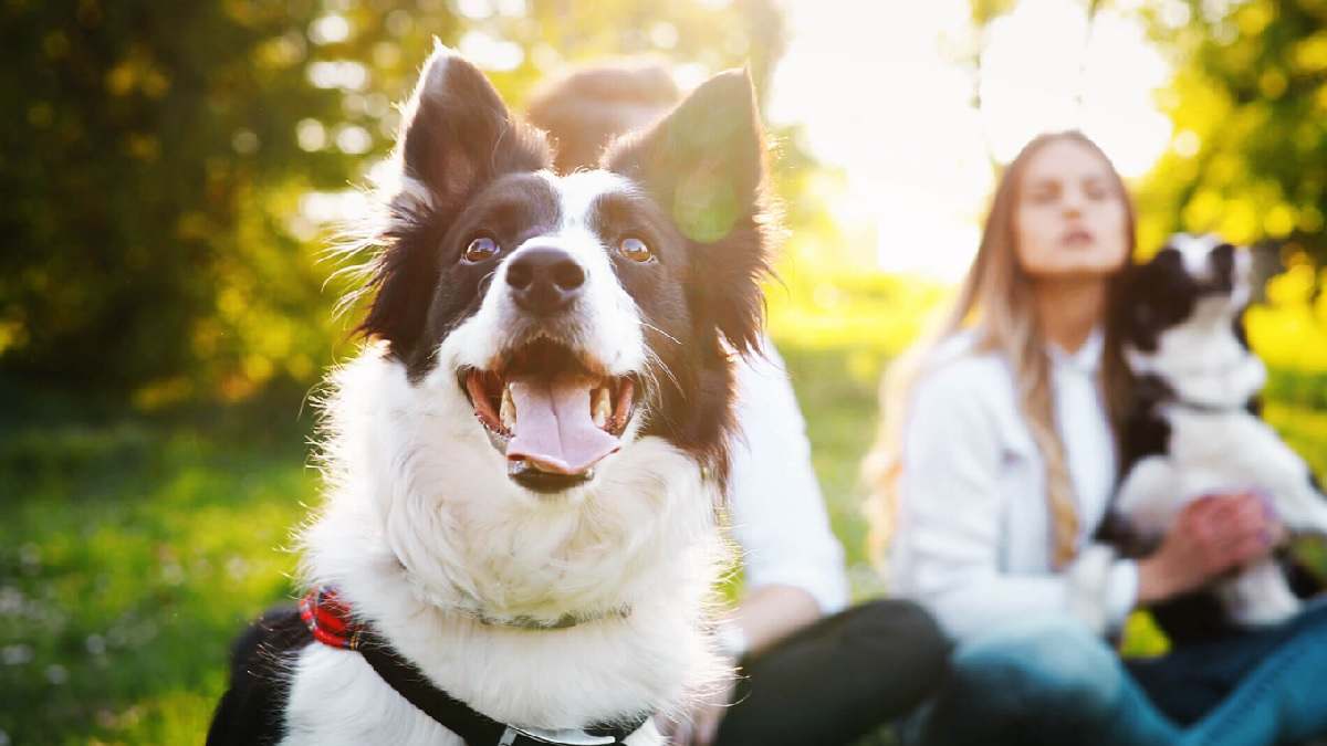 International Dog Day 2022 Quotes Wishes Messages And How To