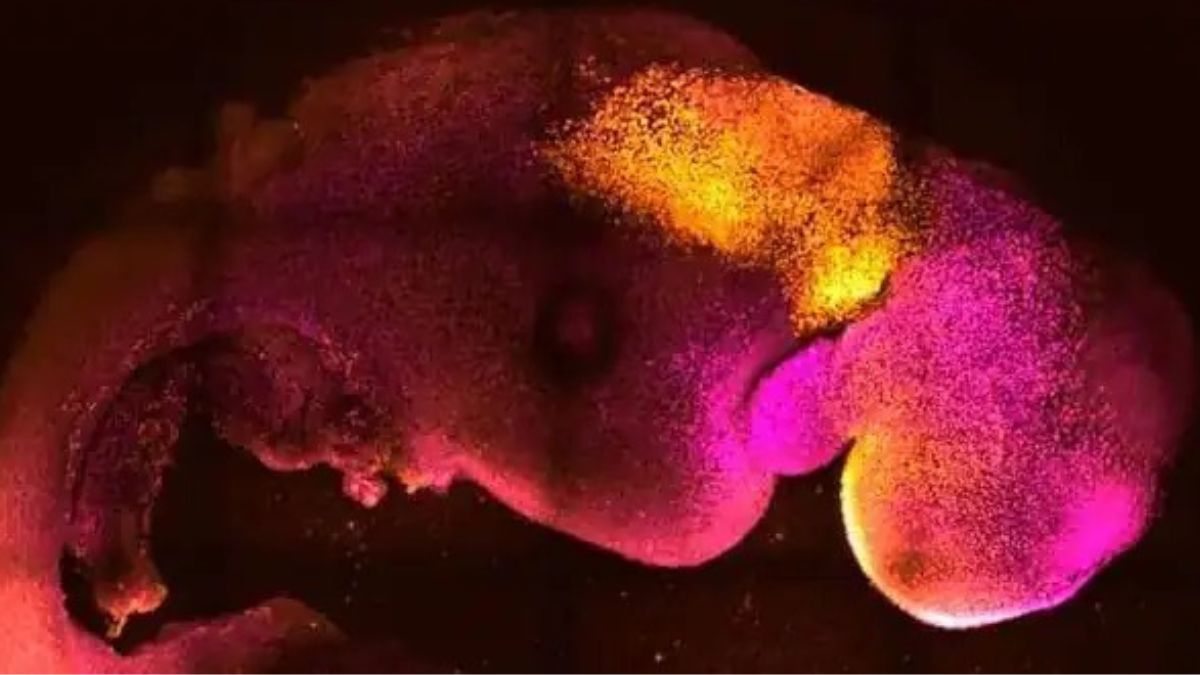 World’s First Synthetic Embryo Created - Know Full Details Here