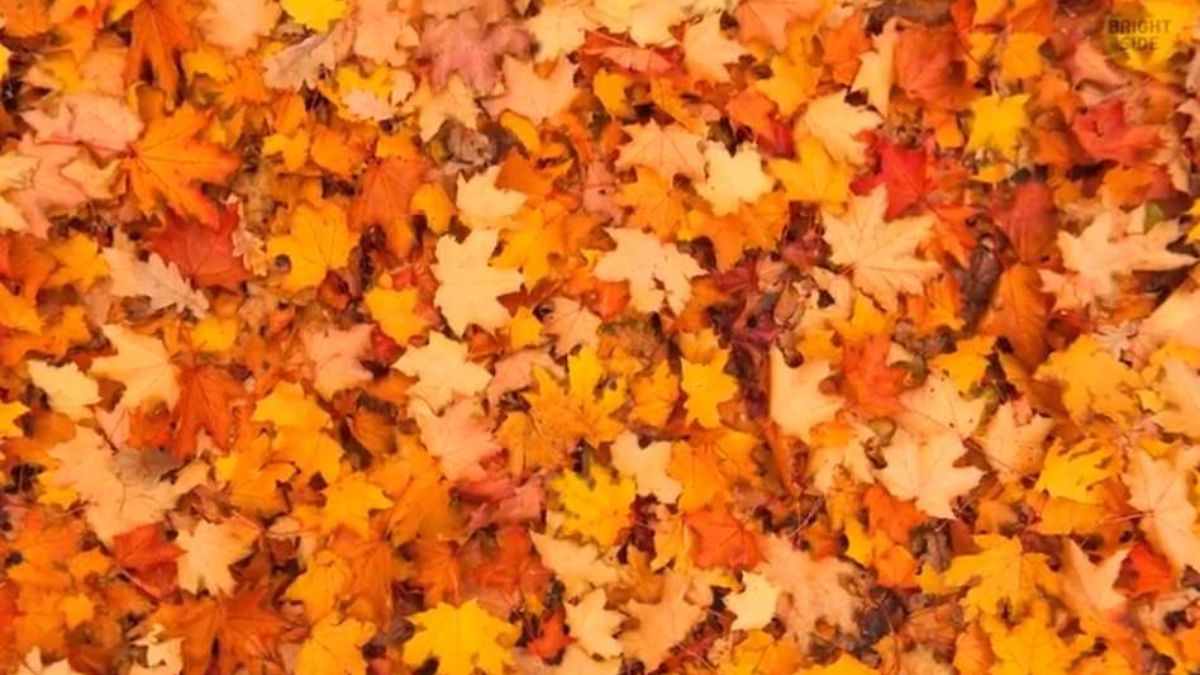 Only 1% of people can find the hidden butterfly in the maple leaf in 7 ...