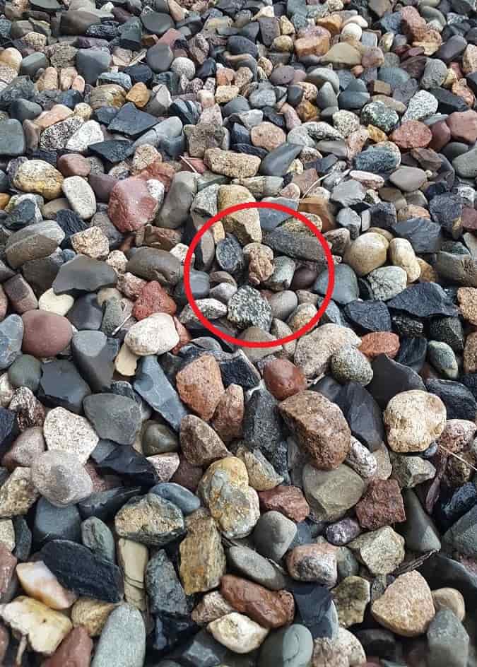 Can you find the hidden frog in this optical illusion picture in 11 ...