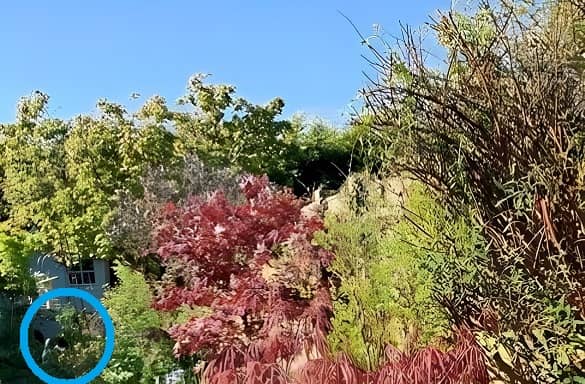 Optical Illusion: Can you find a dog in this image within 17 seconds?