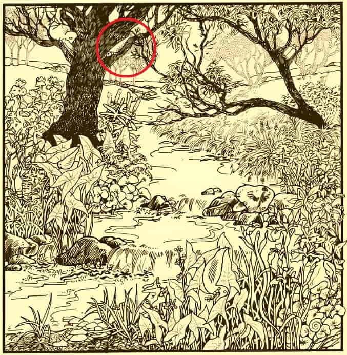 Optical Illusion: Can you find a fish in this image within 13 seconds?