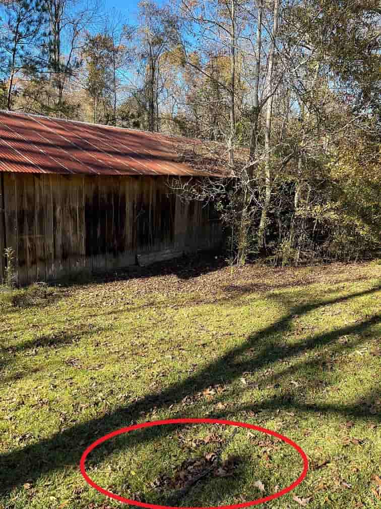 Optical Illusion: Can you find the snake in the picture in 11 seconds?