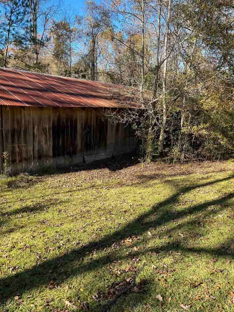 Optical Illusion: Can you find the snake in the picture in 11 seconds?