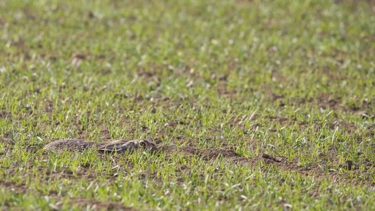 Only a sharp-eyed person will find a rabbit in this optical illusion ... Only a sharp-eyed person will find a rabbit in this optical illusion ...