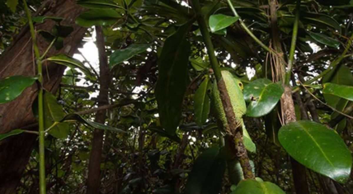 Optical Illusion: Can you spot the Hidden Chameleon within 15 seconds ...