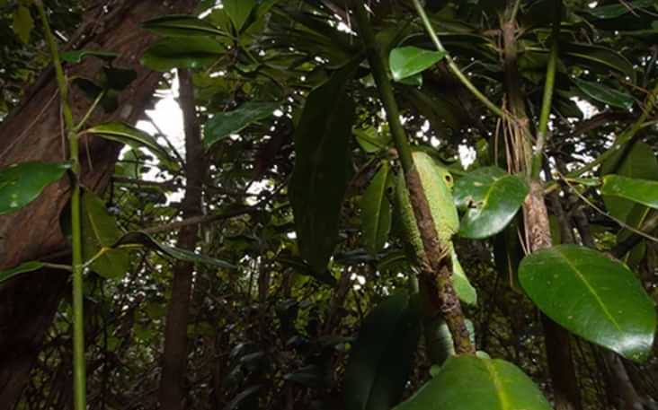 Optical Illusion: Can you spot the Hidden Chameleon within 15 seconds ...