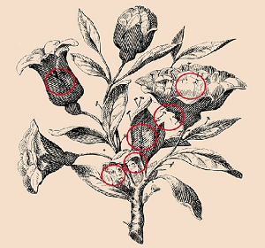 Optical Illusion: Spot the hidden faces in the drawing of flowers
