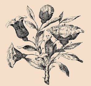 Optical Illusion: Spot the hidden faces in the drawing of flowers