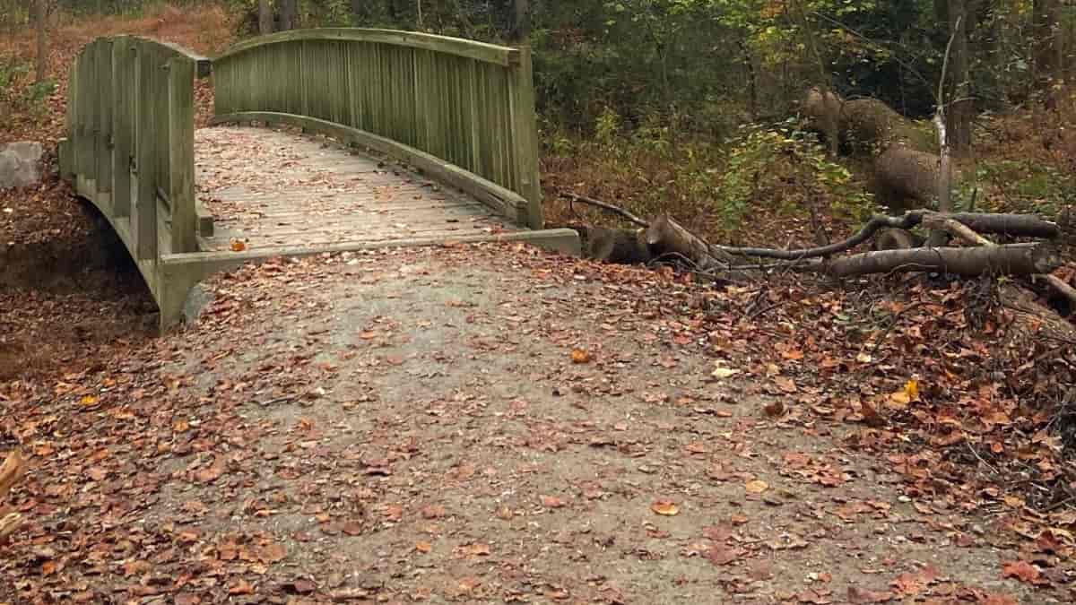 Optical Illusion You Have Hawk Eyes If You Can Spot The Hidden Snake 