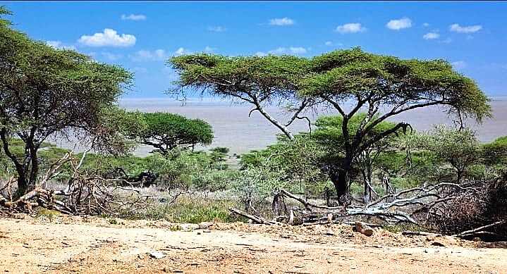 Could you hear the loud roar? There’s a hidden leopard in the picture ...