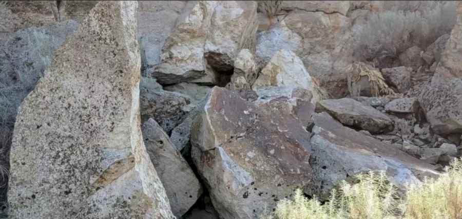 Optical Illusion: Can You Spot the Hidden Rabbit in 17 Seconds?