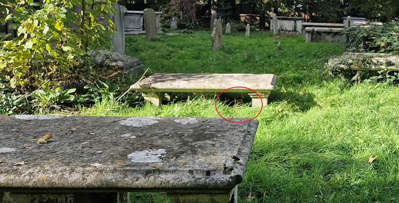 Optical Illusion: Can you spot the hidden cat in 9 seconds?
