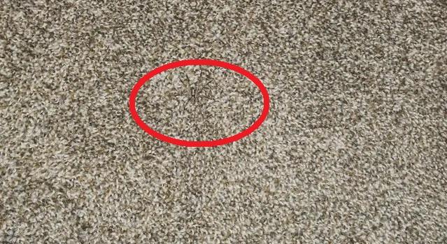 Optical Illusion: Spot the hidden spider in 5 Seconds