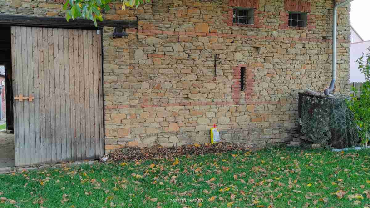 Optical Illusion: Can you spot Coco the cat in 9 seconds?