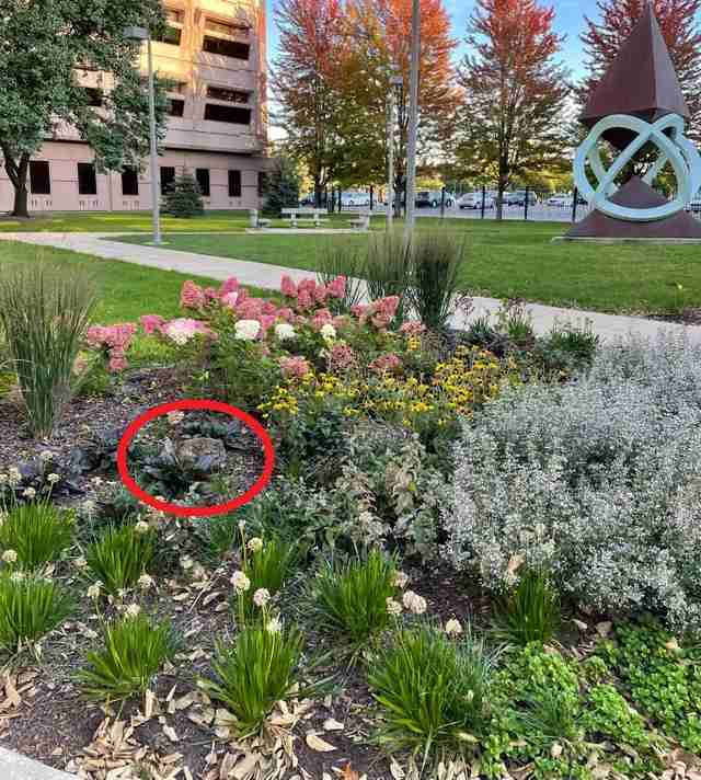 Optical Illusion: Can you find the hidden rabbit in 13 seconds?