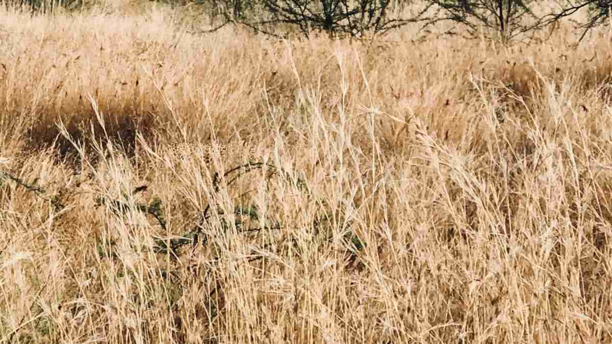 Optical Illusion: Spot the leopard hiding in the bushes within 7 seconds