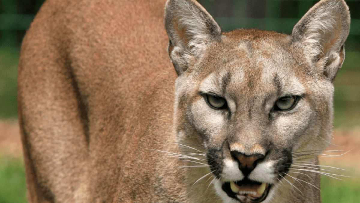 ये हैं दुनिया की 9 सबसे खतरनाक बिल्लियाँ , जानिये क्या है इनमें ख़ास