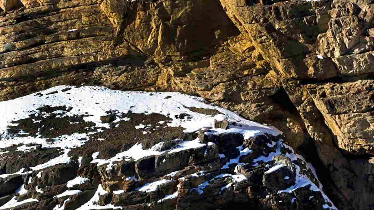 Optical Illusion: You Are A Champion If You Can Spot the Hidden Leopard ... Optical Illusion: You Are A Champion If You Can Spot the Hidden Leopard ...