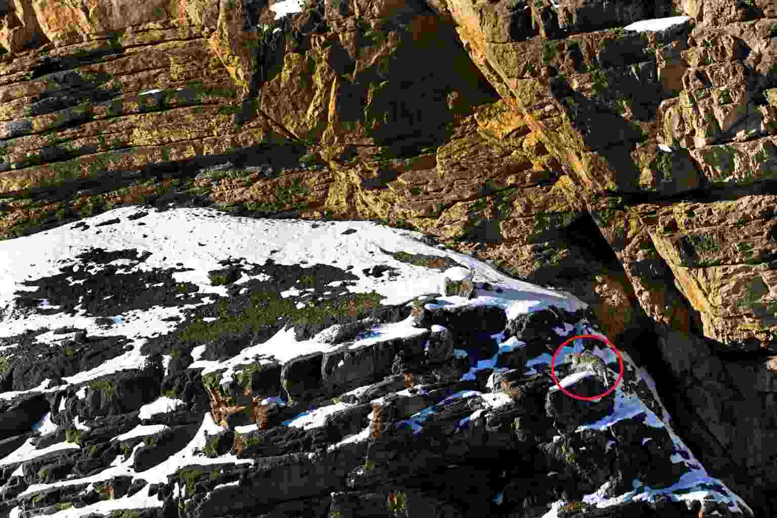 Optical Illusion: You Are A Champion If You Can Spot the Hidden Leopard ...