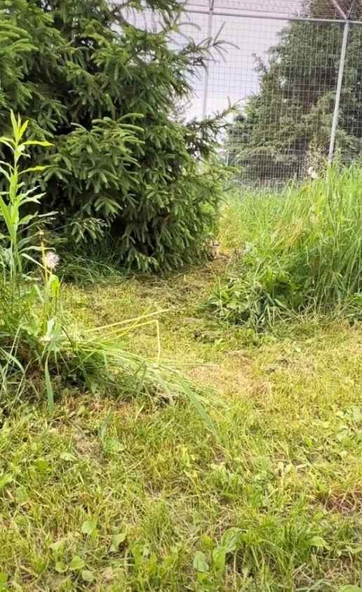 Optical Illusion: Can You Spot the Hidden Tiger in 7 Seconds?