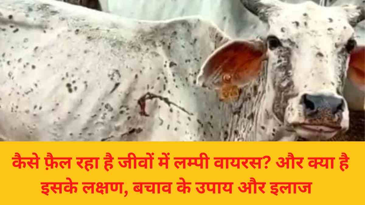 Lumpy virus: क्या है पशुओं में फैलने वाला लम्पी वायरस? जानें इस रोग के ...