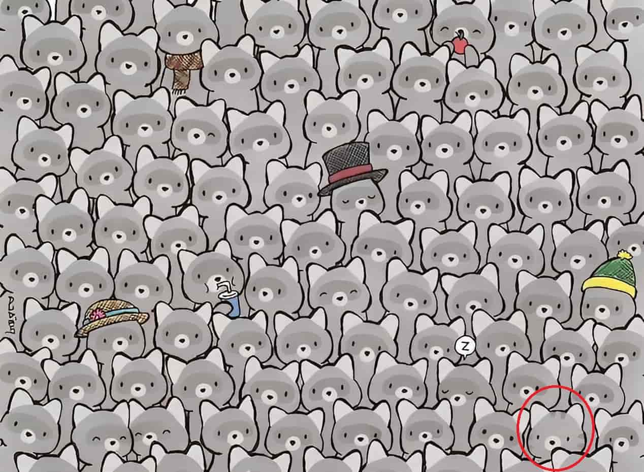 Seek and Find Puzzle: Only a champion can find a cat among the raccoons ...