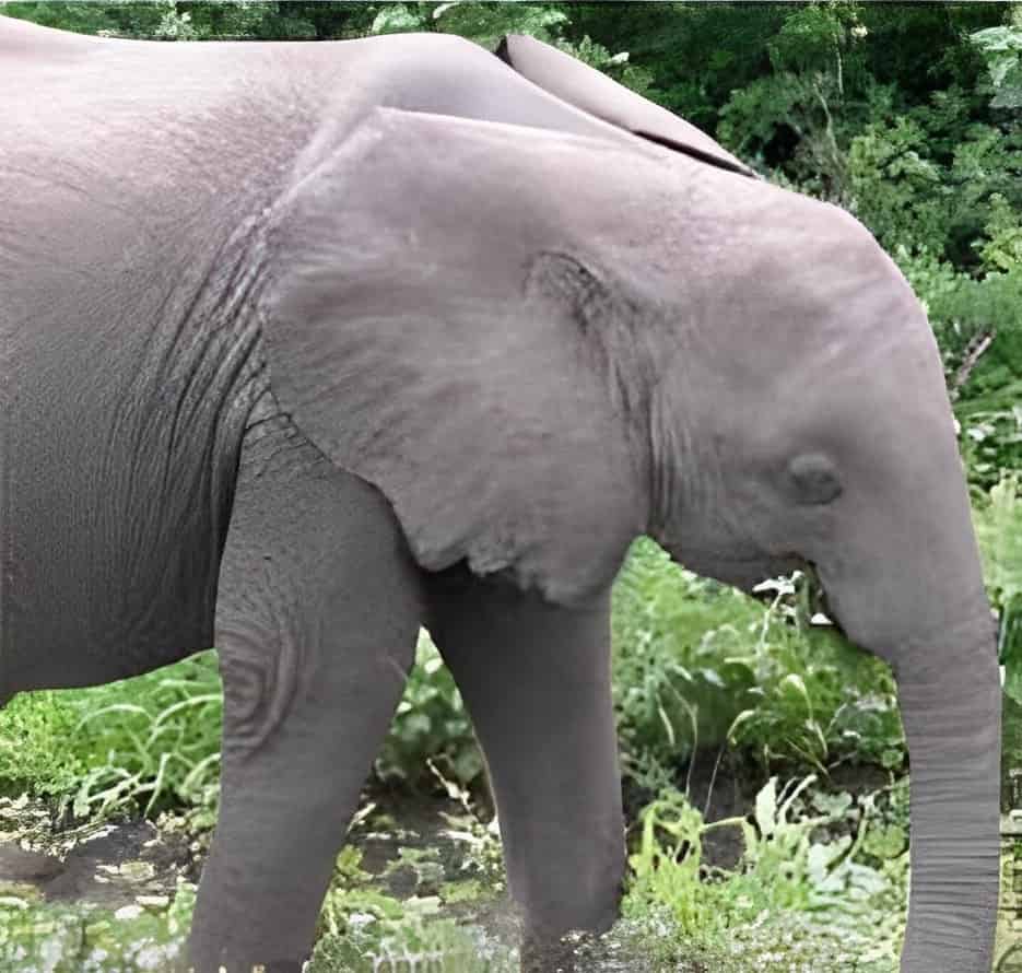 Optical Illusion: Can you find a hidden face in the picture in 5 seconds?