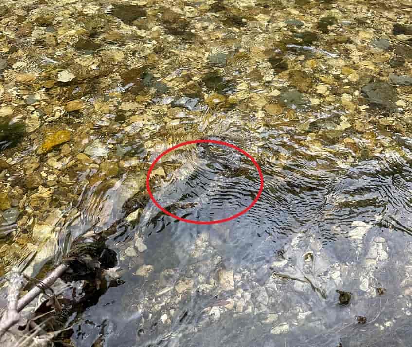 Optical Illusion: Can you spot a snake in the water in 8 seconds?