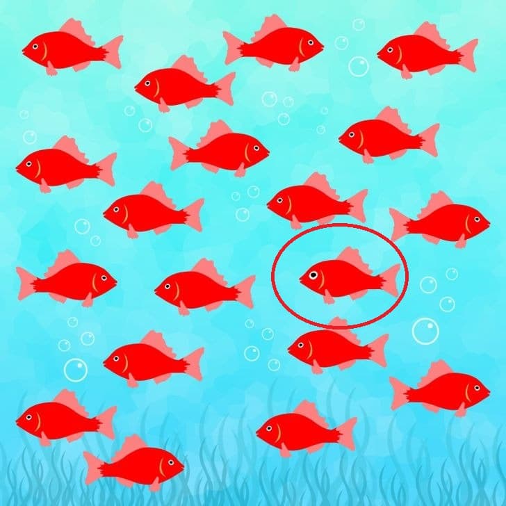 Seek and Find Puzzle: Can you spot the odd fish in the picture in 6 ...