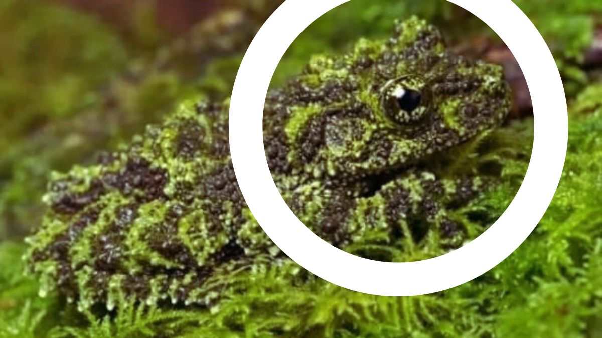 Optical Illusion: Here comes an easy challenge for you! Find the hidden ...