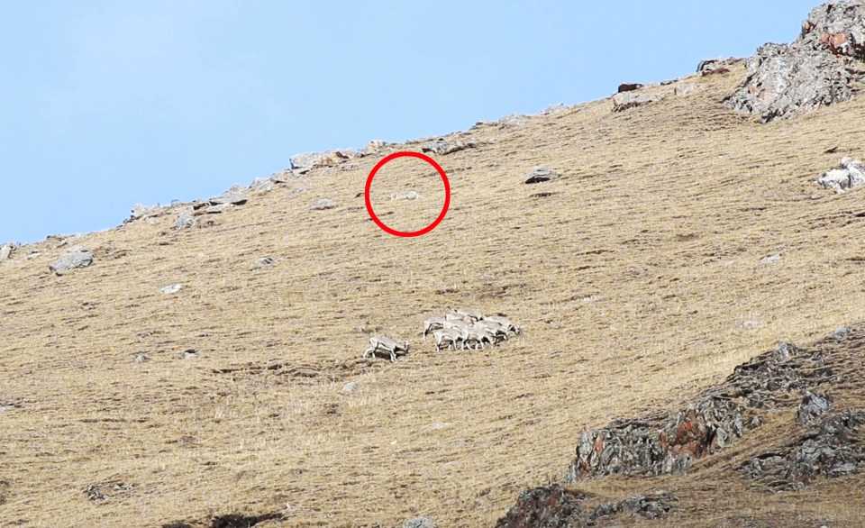Optical Illusion Challenge: Can you spot the leopard on the hill in 6 ...