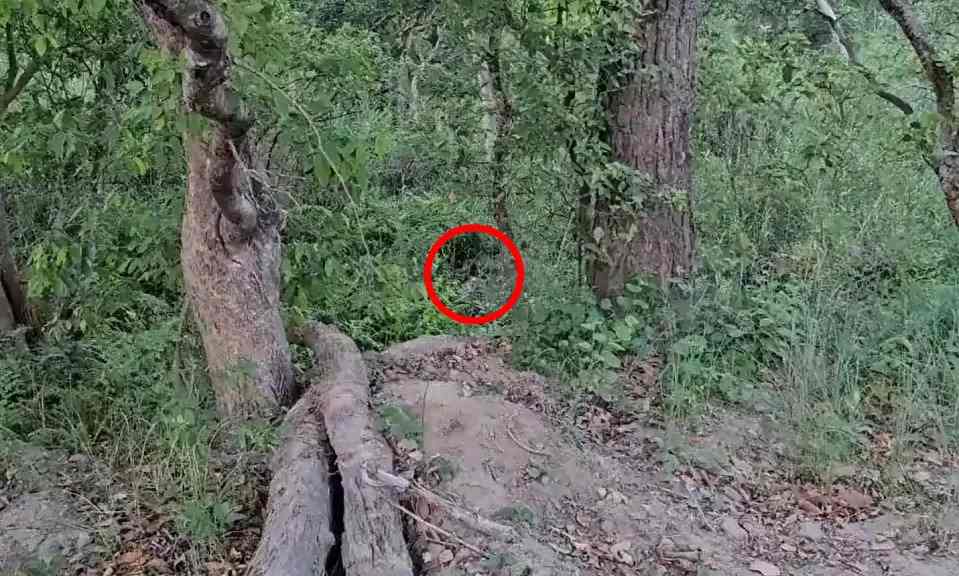 Only the most attentive can spot the tiger hidden in the bushes in 9 ...
