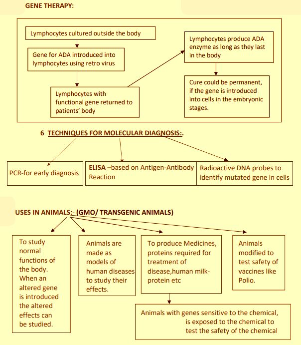 CBSE Biotechnology and its Applications Class 12 Mind Map for Chapter ...