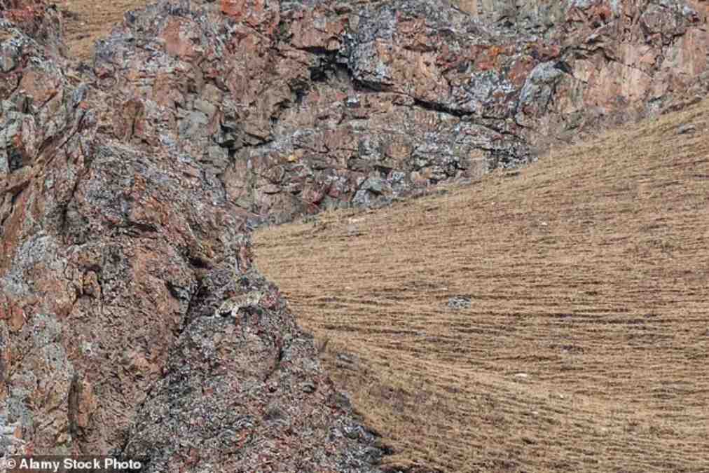 Engage your sharp eyes and spot the snow leopard hidden in the ...