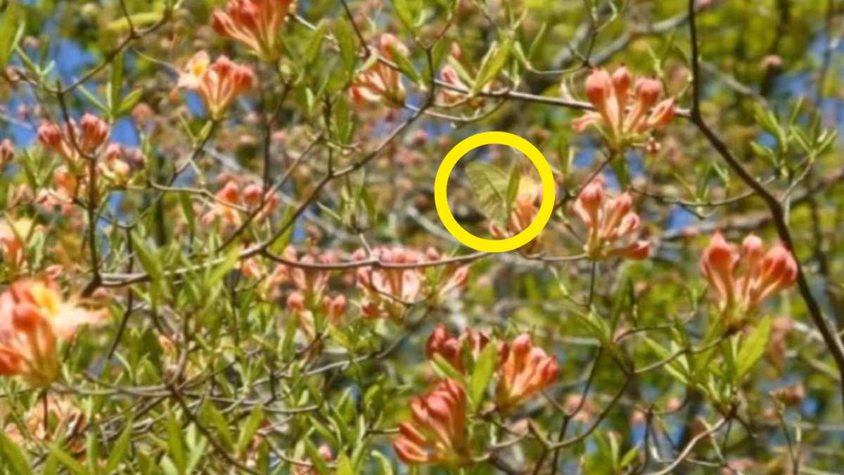 Only super brains can spot the butterfly hidden on the leaves in 9 seconds!