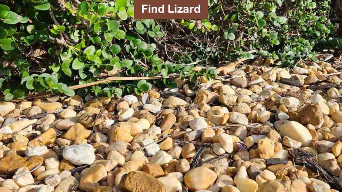 Optical Illusion Eye Test: Find the hidden lizard in 7 seconds! Optical Illusion Eye Test: Find the hidden lizard in 7 seconds!