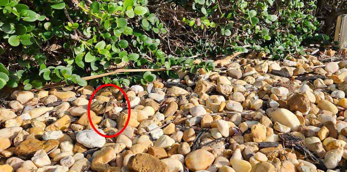 Optical Illusion Eye Test: Find the hidden lizard in 7 seconds!