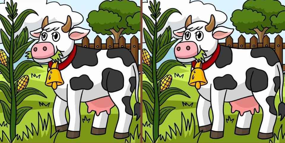 Spot 3 differences between the cow in the farm pictures in 12 seconds!